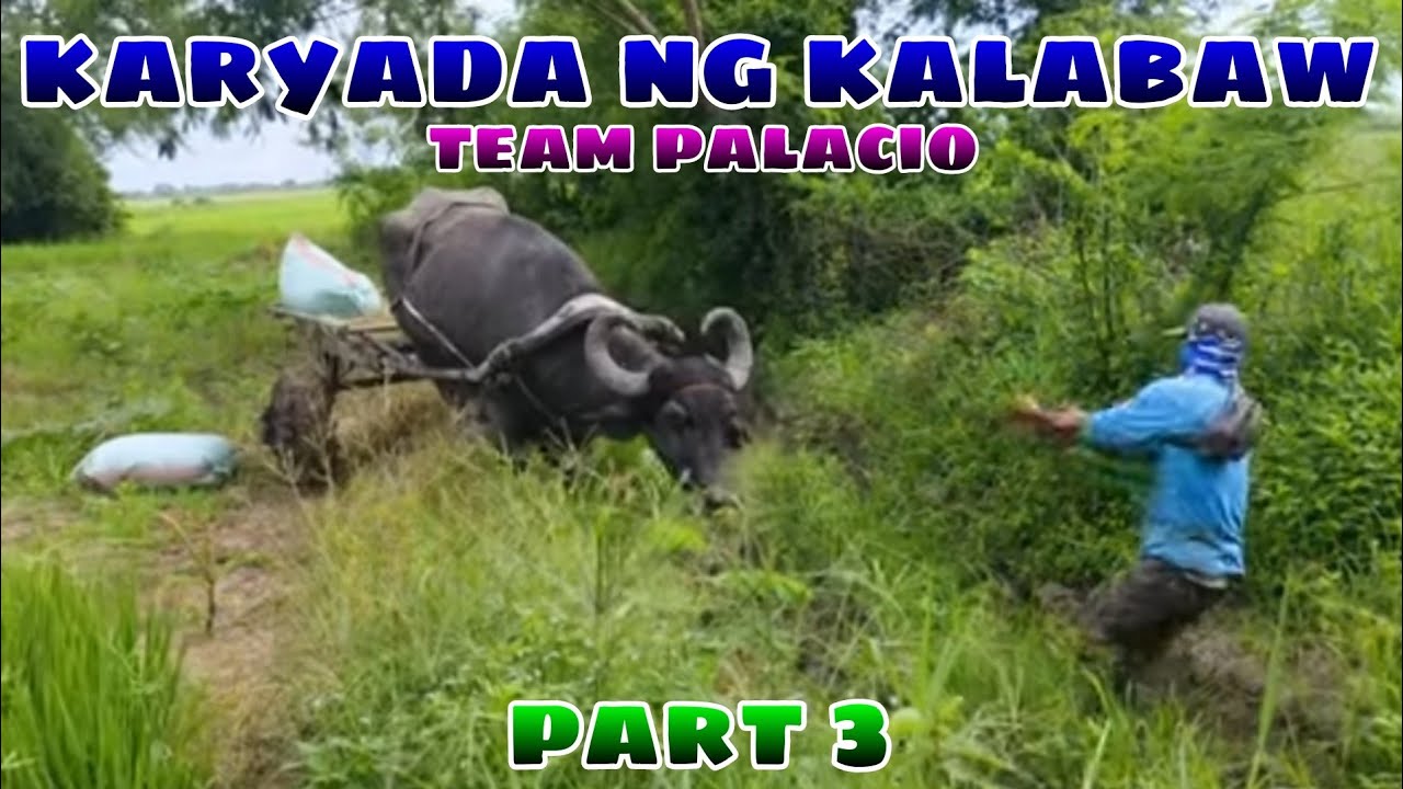 Karyada ng kalabaw Team Palacio part 3 - YouTube