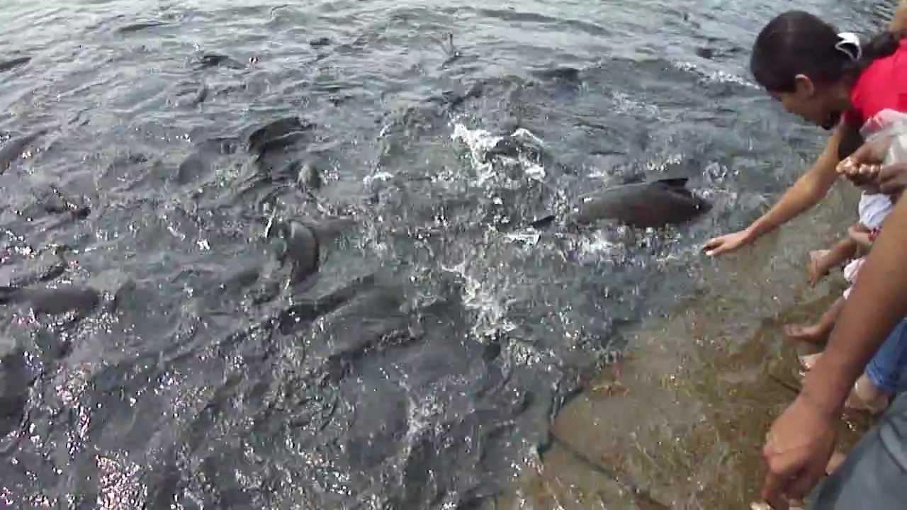 Fishes in Sringeri River - YouTube