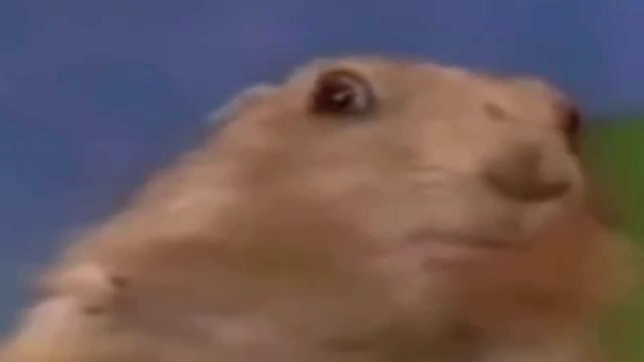 Dramatic Chipmunk HD - YouTube