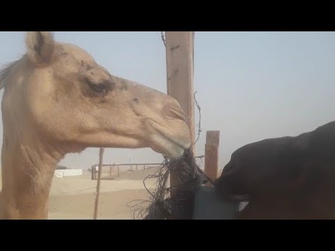 Camel eats salt - YouTube