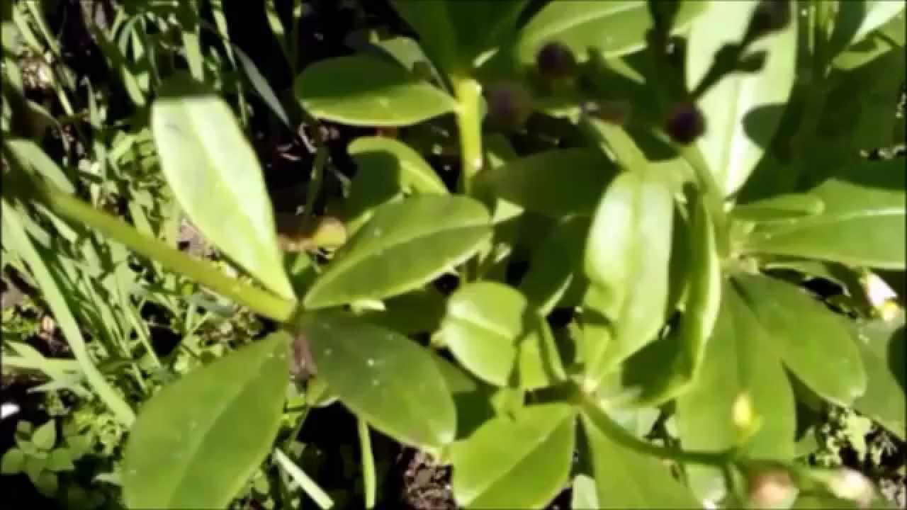 Maria gorda planta que curam - YouTube