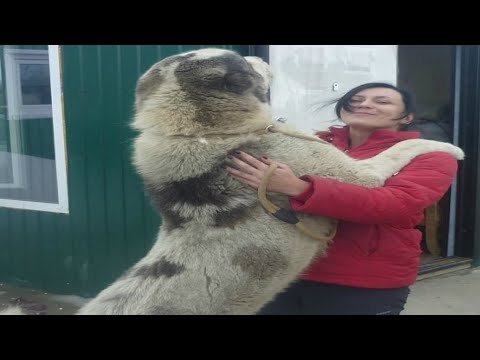 Heaviest Alabai Ever || Alabai Big Giant 110KG || Central Asian ...