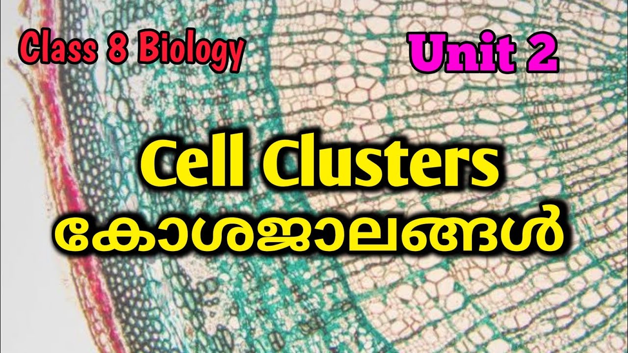 kerala-scert-class-8-biology-unit-2-part-1-cell-clusters