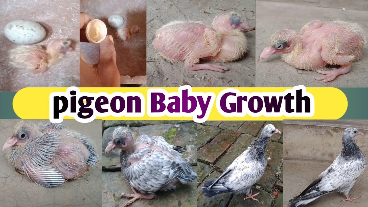 Pigeon Baby Growth 1 Day To 32 Day. Daily Growth Pigeon Baby. - YouTube