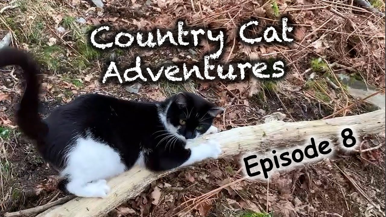 Country Cat Adventures - Episode 8 - Jasper Hangin' Out - YouTube