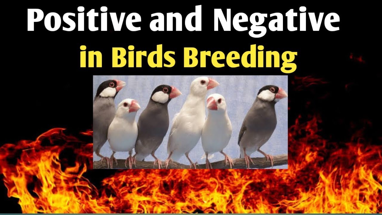 Positive and Negative| Birds Breeding | Daily Income | Great Hobby ...