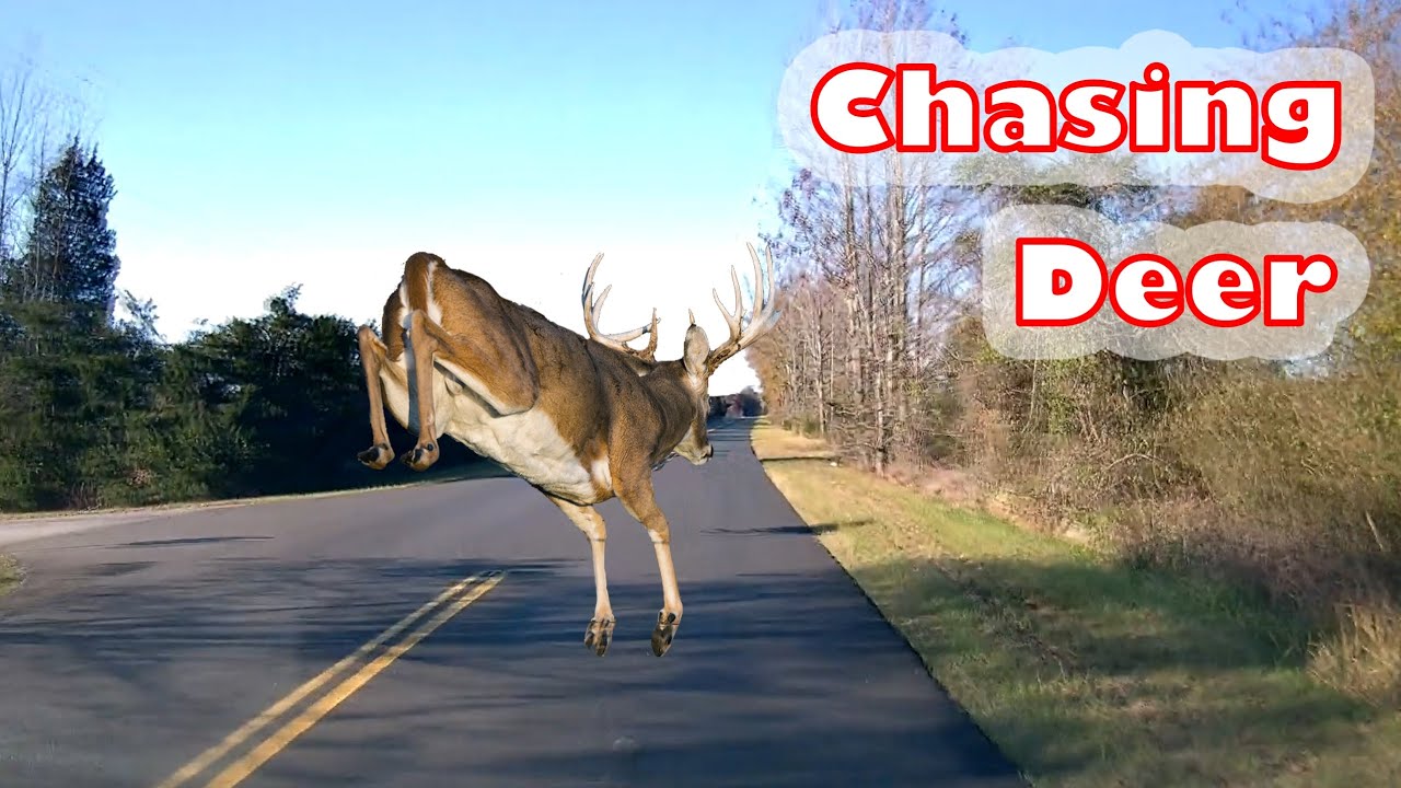 Chasing wild deer, funny encounter, car vs deer - YouTube