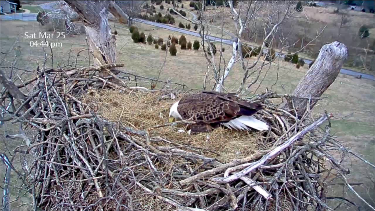 Eagle Egg Pip