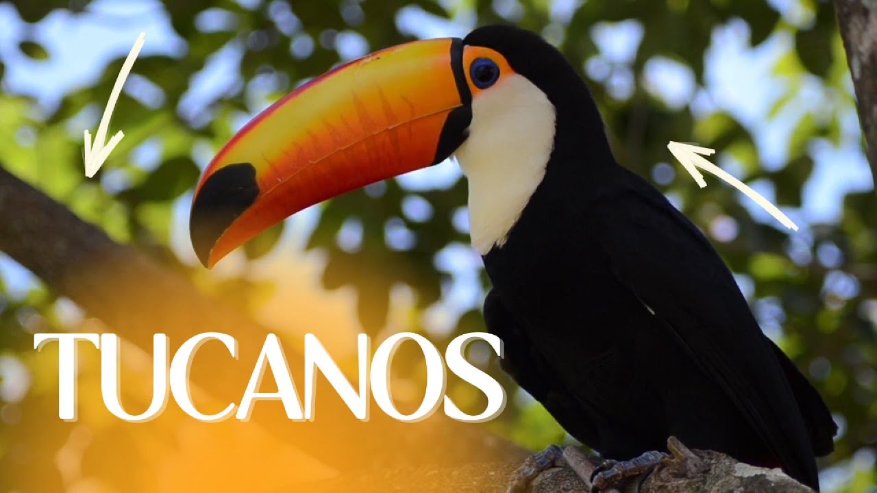 Tudo Sobre Tucanos: O Encanto e as Curiosidades do Bico Colorido - YouTube