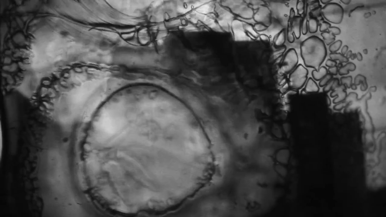 Hundred Year Old Man - Black Fire (Official Video) - YouTube