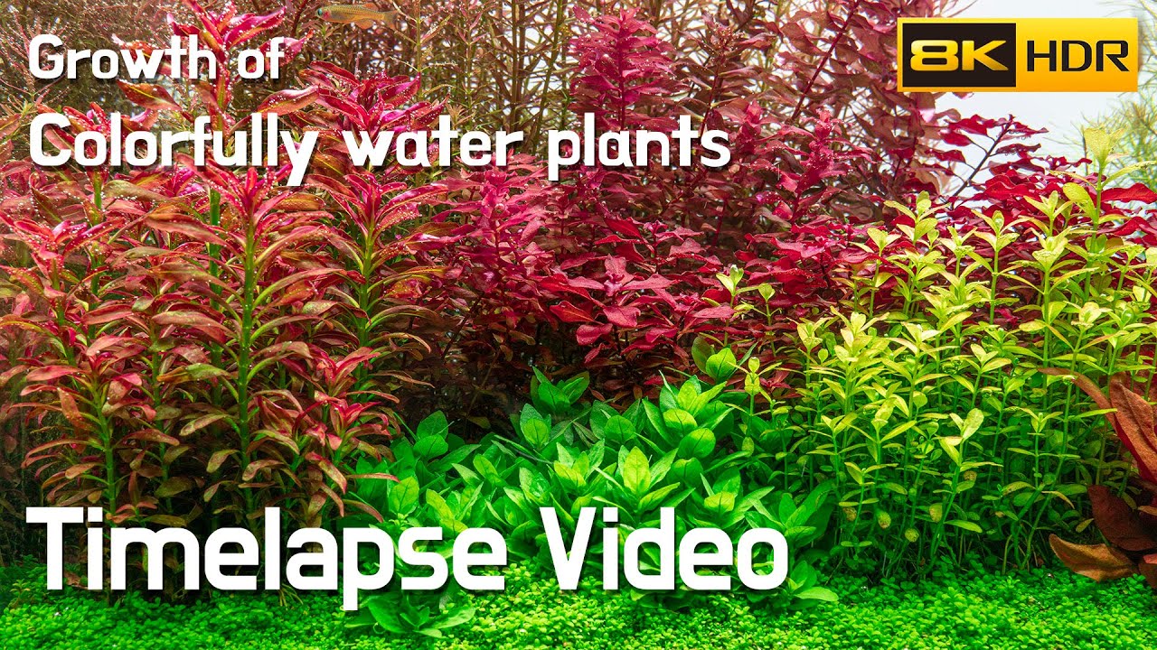 [8K HDR] Colorfully water plants aquarium Timelapse - YouTube
