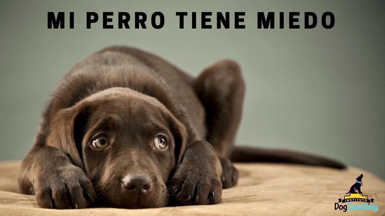 Mi perro tiene miedo ¿Qué hago? - YouTube