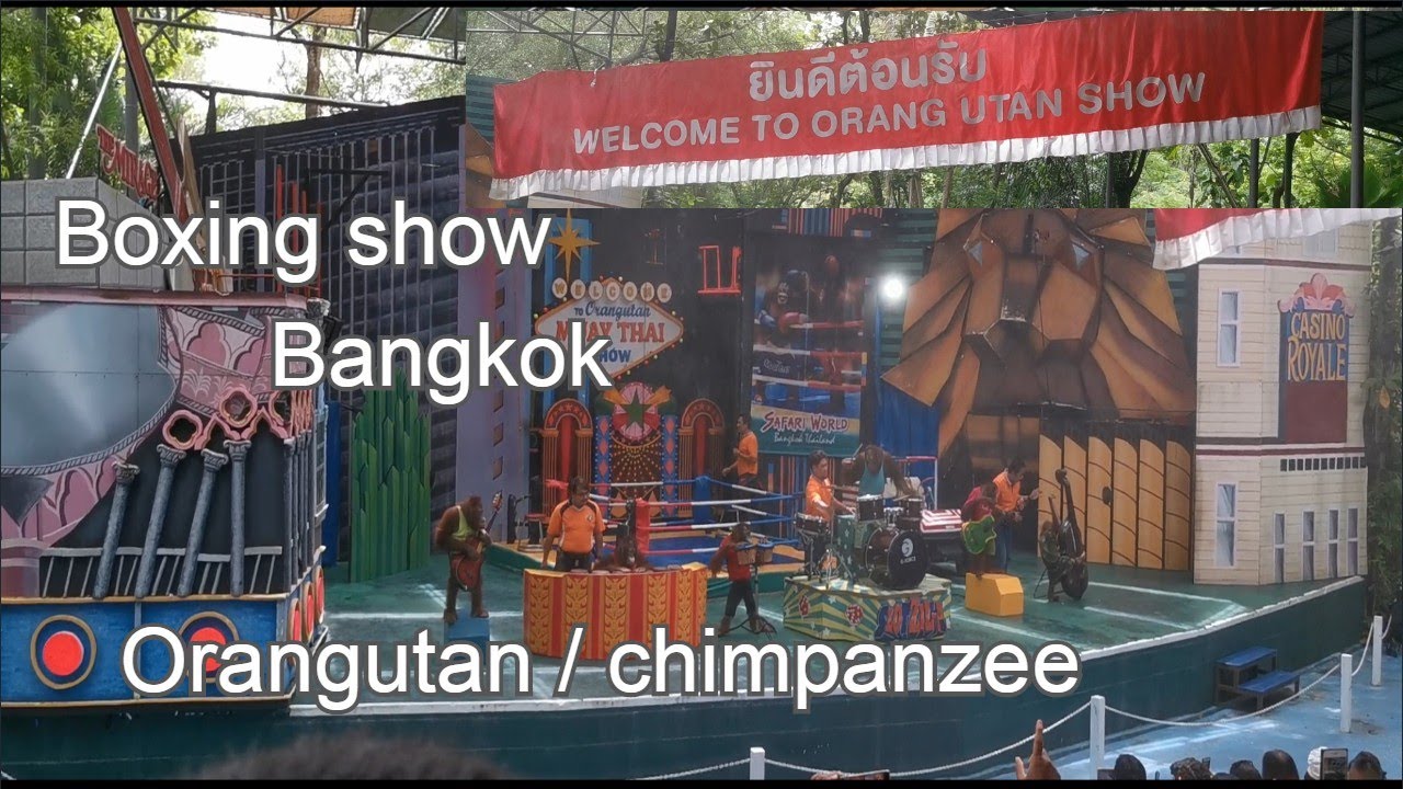 Orangutan show in Bangkok | Safari world adventures shows Thailand ...