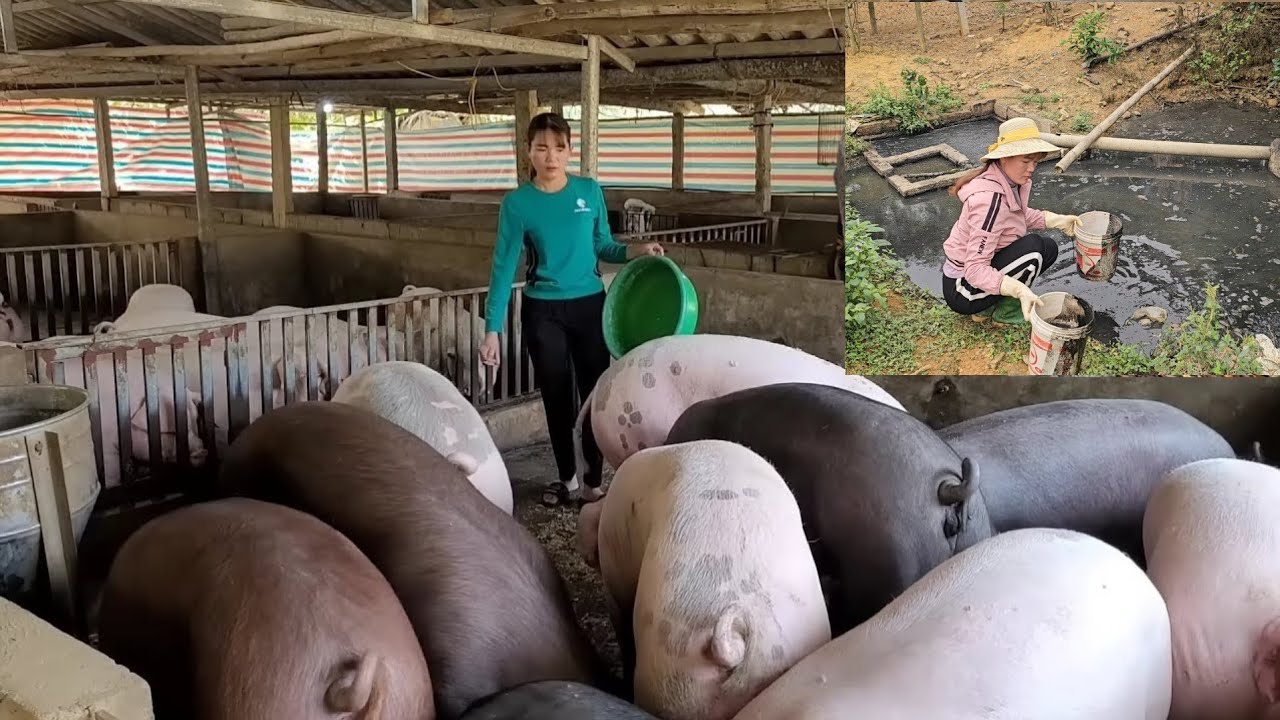Pig farming, pig manure is treated through biogas digester to make ...