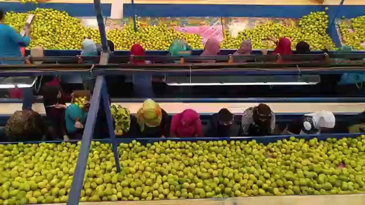 Egyptian Fresh Lemon By Fruit Link - YouTube