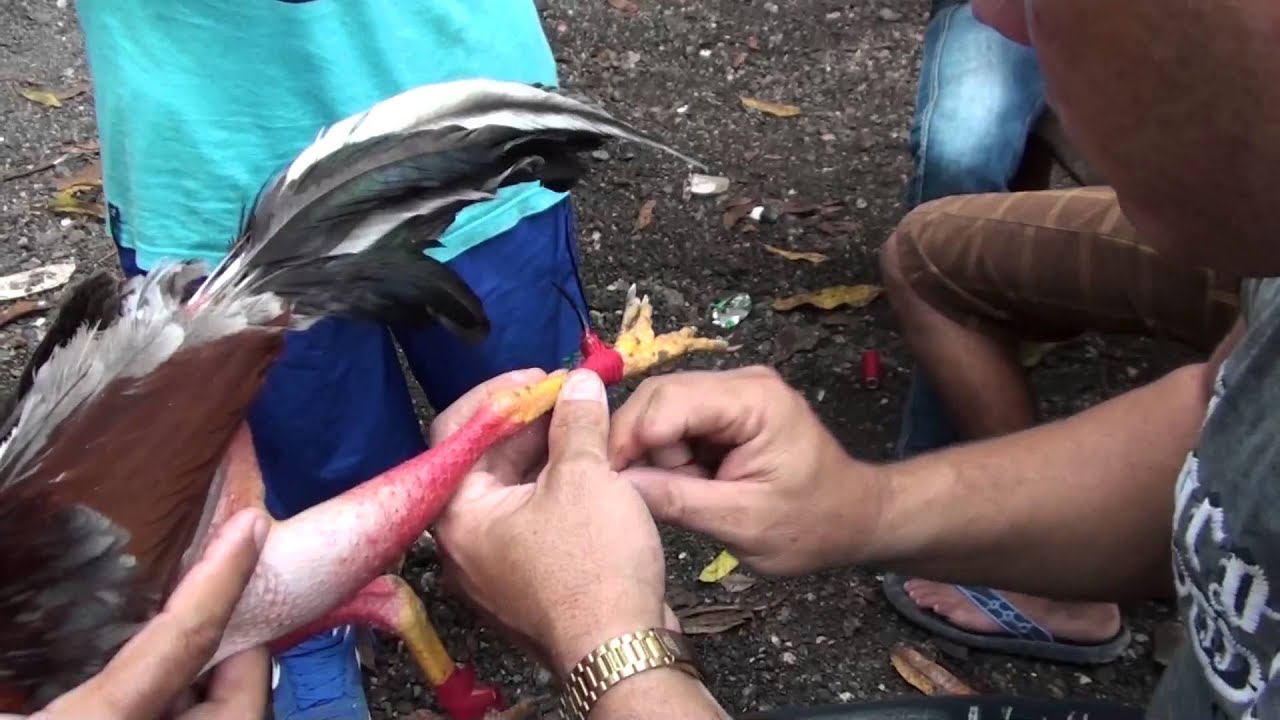 como se arma un gallo en cuba ... pipo ... espolando 2012 !!!! - YouTube