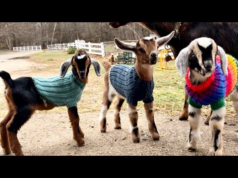 Newborn goats in sweaters! 