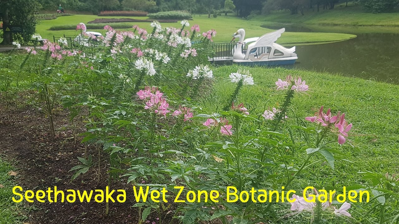 [Sri Lanka Wildflowers]#Seethawaka Wet Zone Botanic Garden#Kumbuk ...