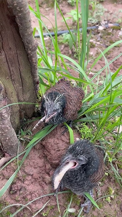 뱀의 사냥을 피하기 위해 진화된 영리한 새의 둥지· - YouTube