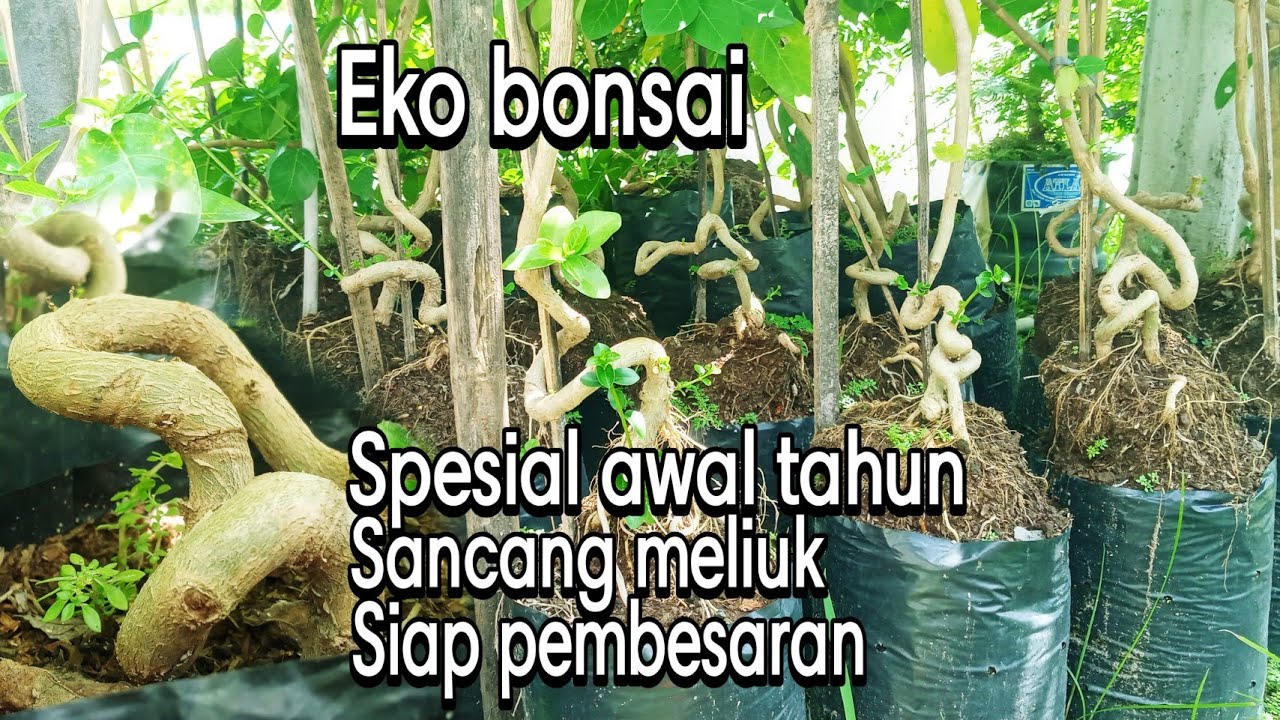 SANCANG MELIUK TERBARU SIAP MASUK LAHAN GROUND LAPAK BONSAI MAS EKO ...