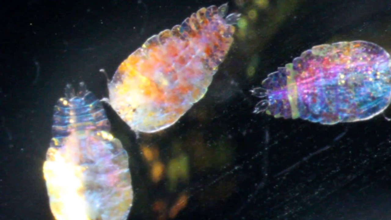 Sapphirina nigromaculata 3 - YouTube