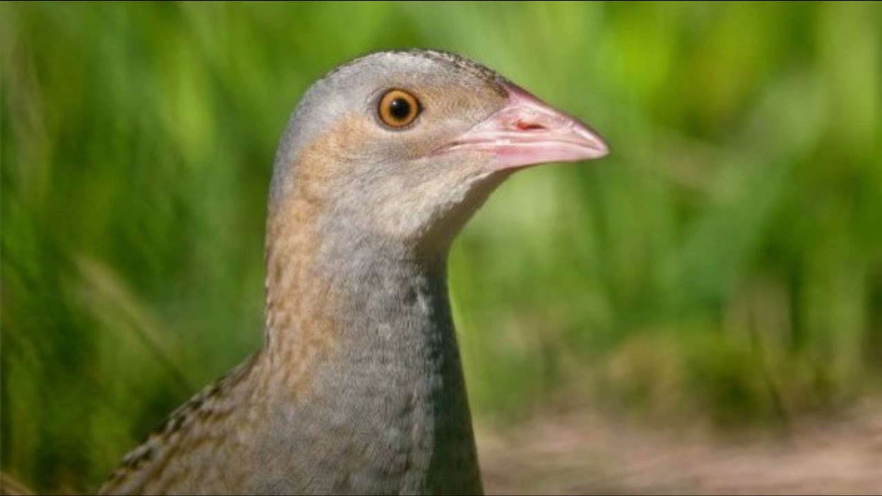 Call of Corncrake (Crex Crex) - Bird Song - YouTube