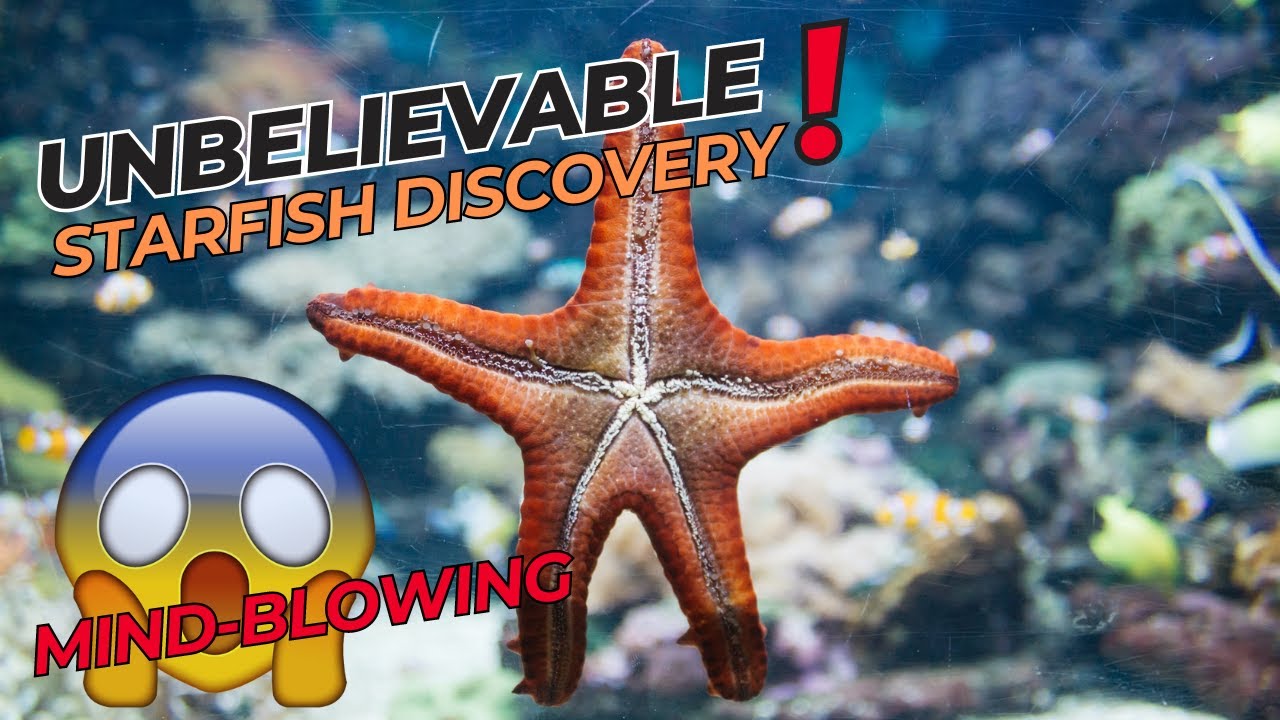 Creature with NO BRAIN NO BLOOD: Starfish #facts #starfish #seaanimals ...