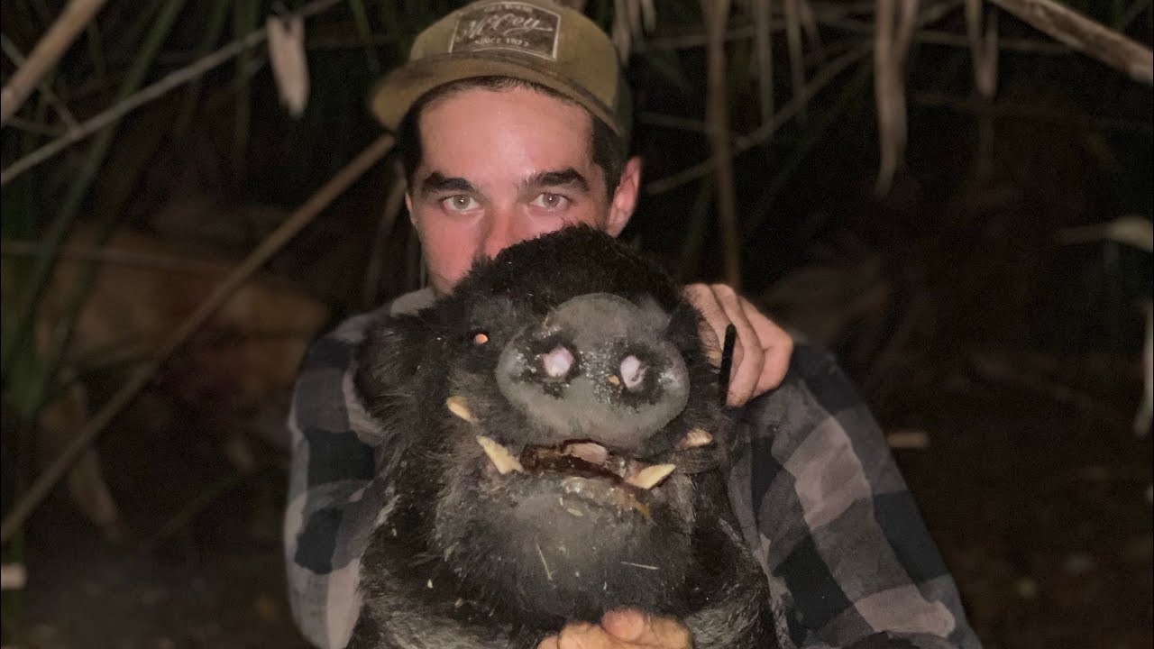 Central Florida hog dog hunting-young rank hog sent us home early - YouTube