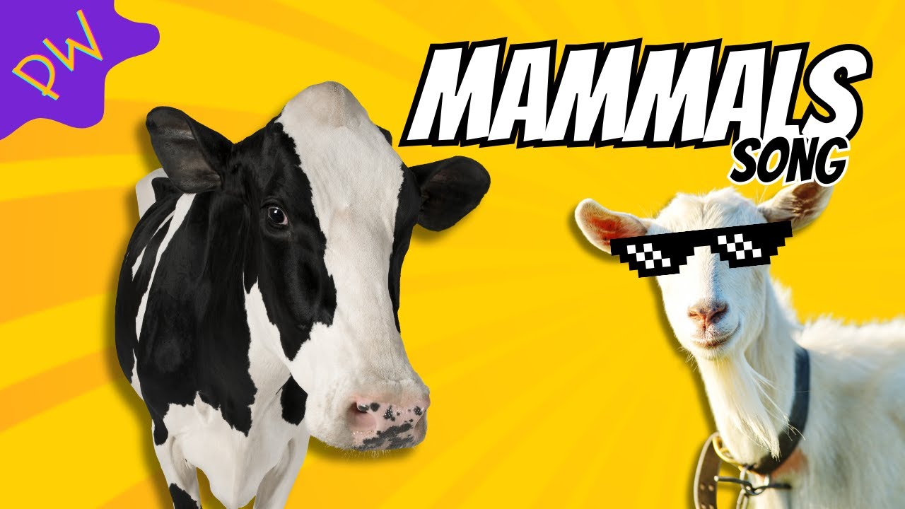 🦁 Mammals Song | Learn About Amazing Mammals! 🎶 - YouTube