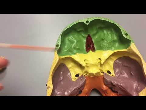 Ethmoid (anatomy by Ana)