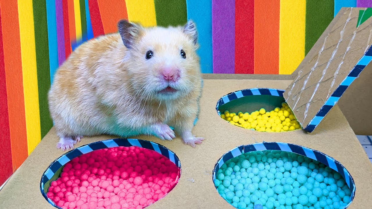 🐹 Hamster Escapes from Colorful Maze for Pet in real life - YouTube
