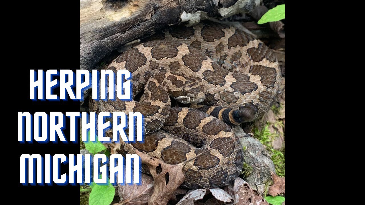 Northern Michigan Rattlesnakes - YouTube
