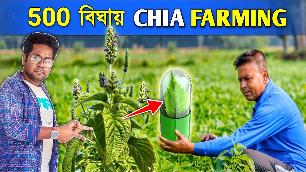 চিয়া চাষে ভাগ্য বদল | Medicinal Plant Farming | Chia Cultivation ...