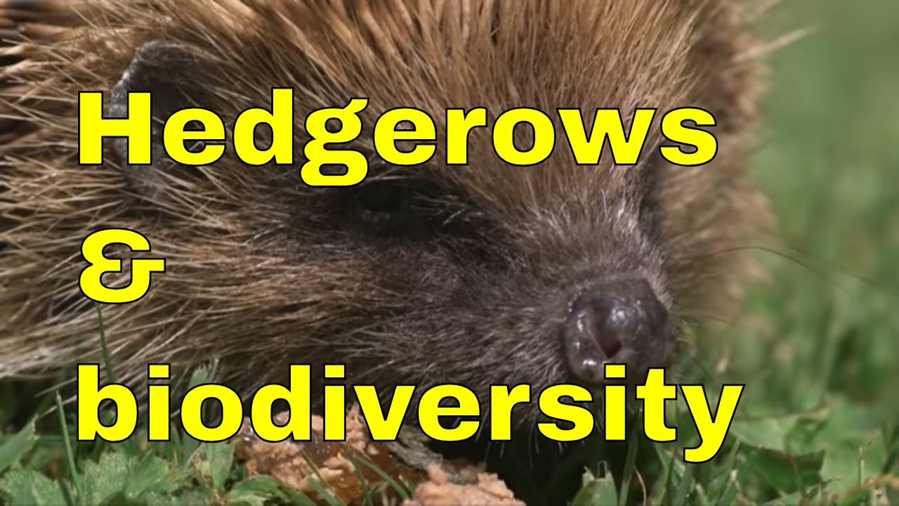 Hedgerow biodiversity: trees insects birds mammals and hedgehogs. - YouTube