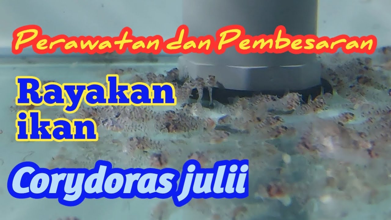 Caring for and Raising Corydoras julii Fish fry - YouTube