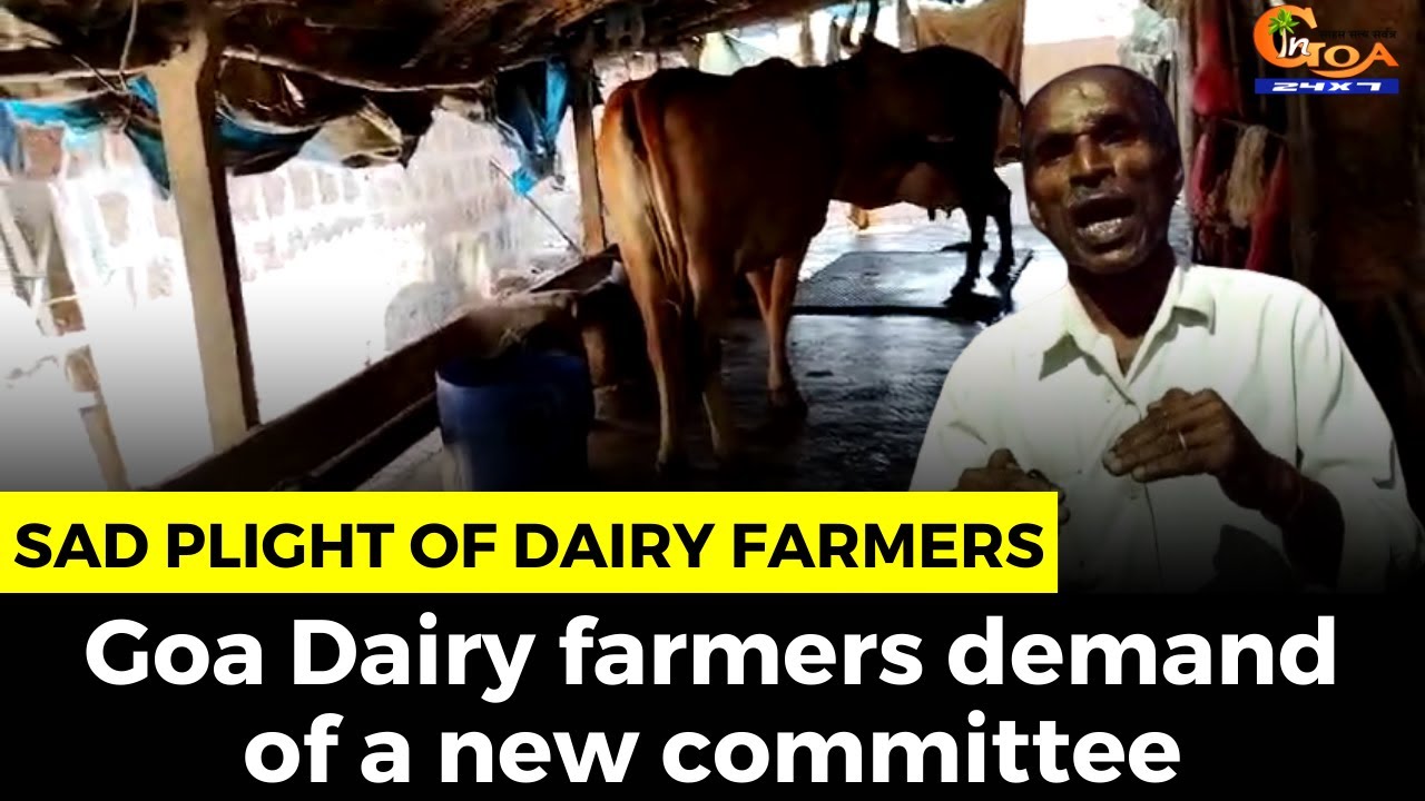 #Sadplight of Dairy farmers- Goa Dairy farmers demand of a new ...