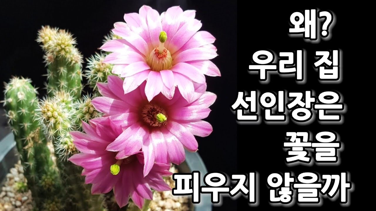 How To Make A Cactus Flower YouTube how-to-make-a-cactus-flower-youtube