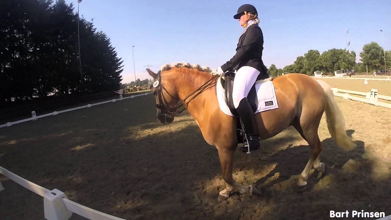 NHPS Haflinger Event 2015 - YouTube