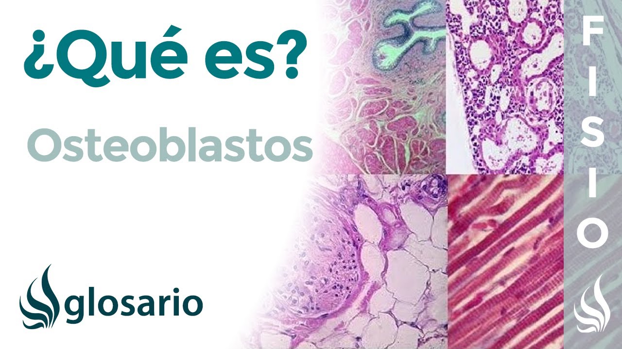 OSTEOBLASTOS | Qué son, significado, dónde están ubicados, cómo están ...
