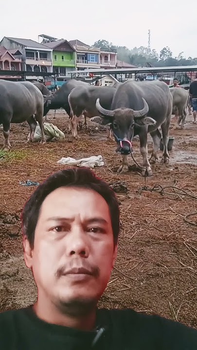 Group of Buffalo - YouTube