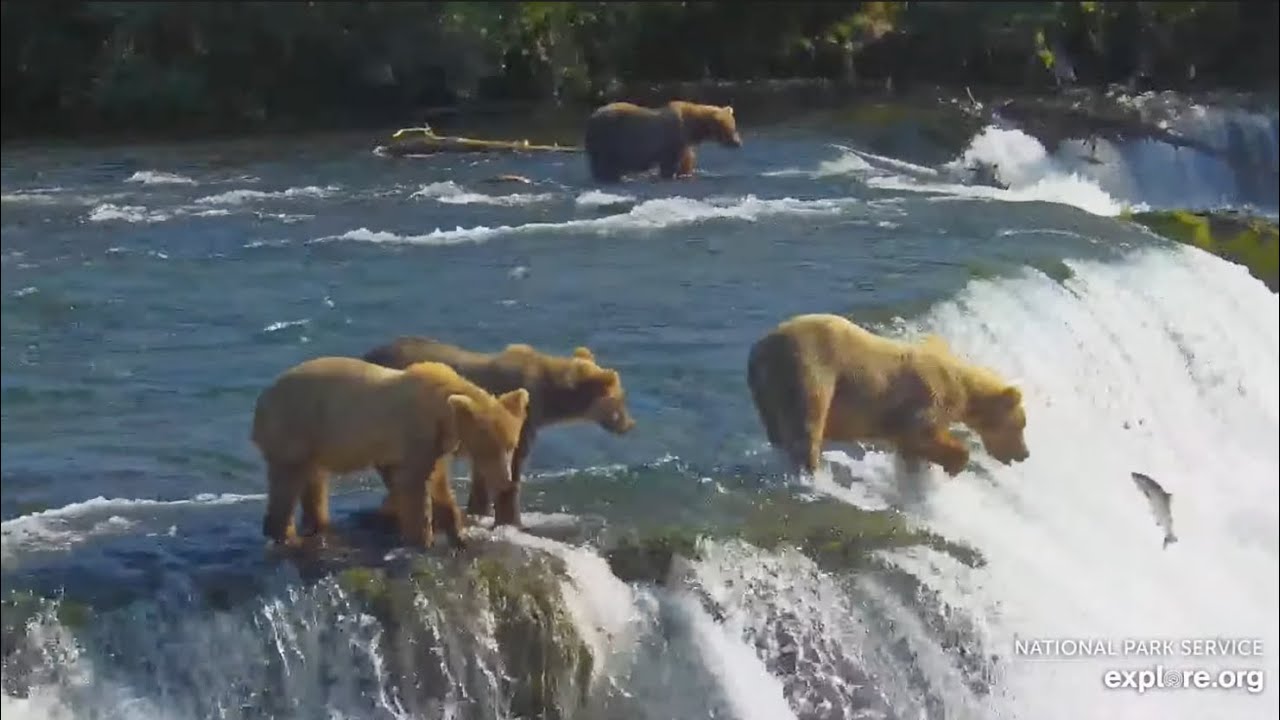 The 910s and 909 Junior Back at the Falls - July 21, 2024 (explore.org ...