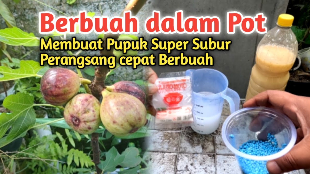 Pupuk Super Power, Gabungan Pupuk Organik Cair, NPK Mutiara & Penyedap ...