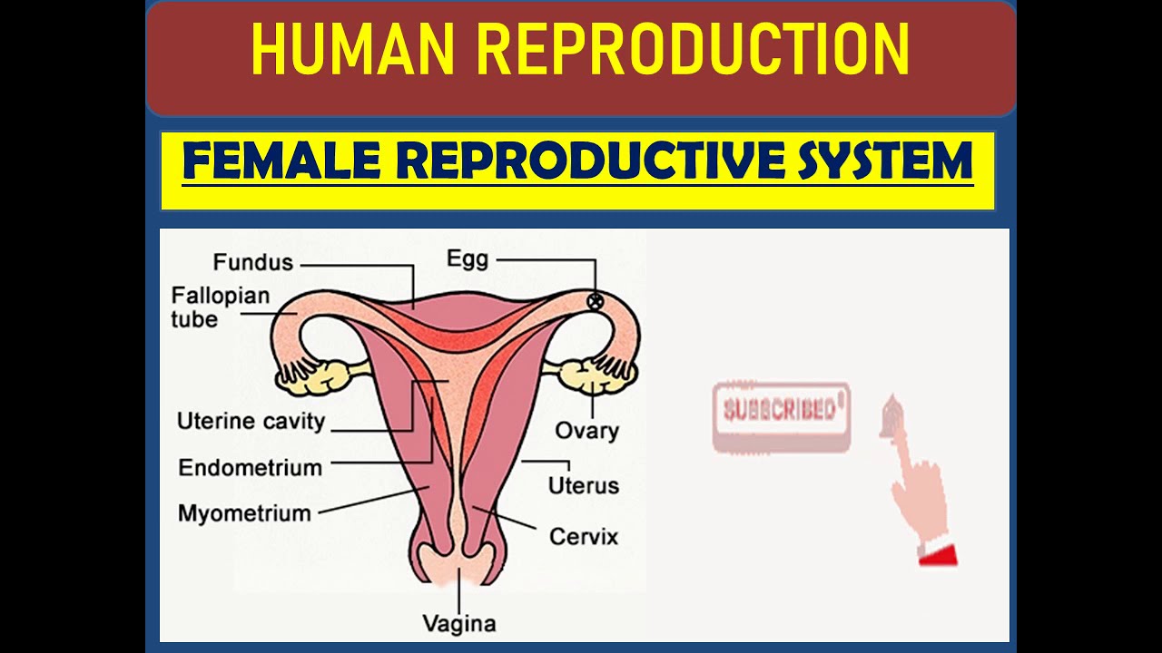 FEMALE REPRODUCTIVE SYSTEM HUMAN REPRODUCTION CHAPTER 3 CLASS