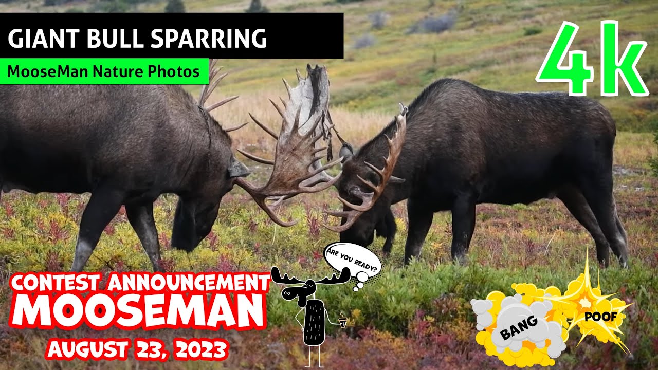 2 Giant Alaska bull moose sparring match early in the rut light ...