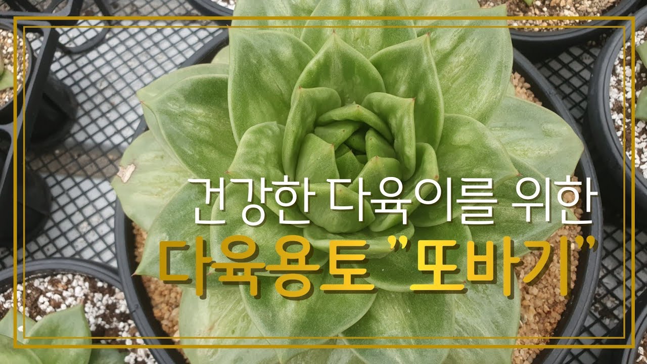 루시다육 시그니쳐 다육용토 또바기 소개합니다루시다육 키핑 포천 다육이 깊이울 판매루시다육 Youtubeたにく