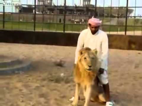 Man Rides Lion like He Would Ride a Horse! - YouTube