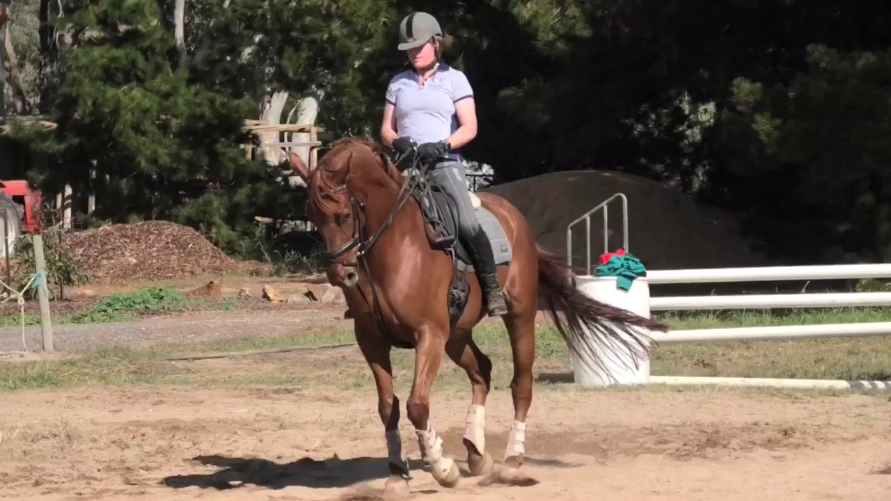 Forest collected trot work - YouTube
