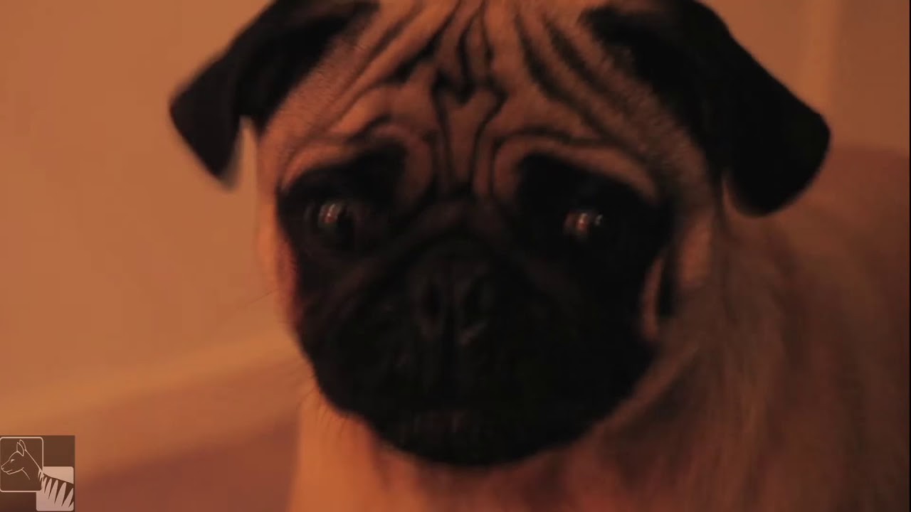Pug vs Spider - YouTube