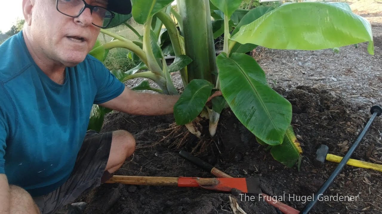 Separating and Potting Blue Java Banana Plant Suckers / Pups (Part 1 ...