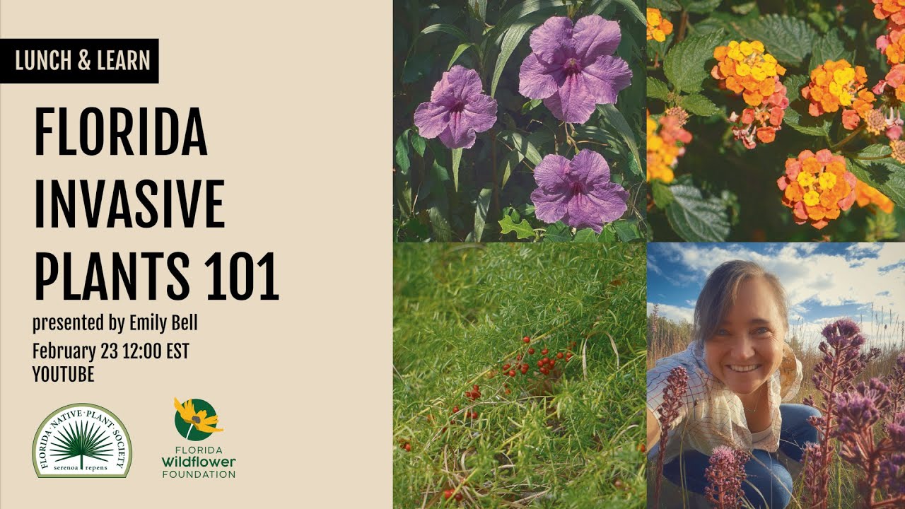 Florida Invasive Plants 101 - YouTube
